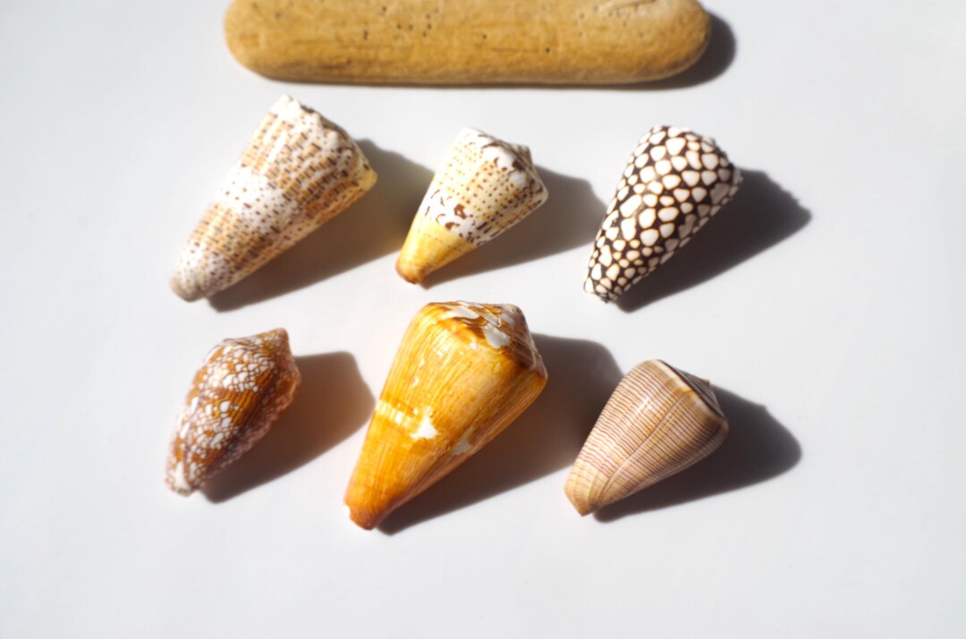 BIG Size Japanese Cone Shell / Sea Shells / 100% Natural & Genuine ...