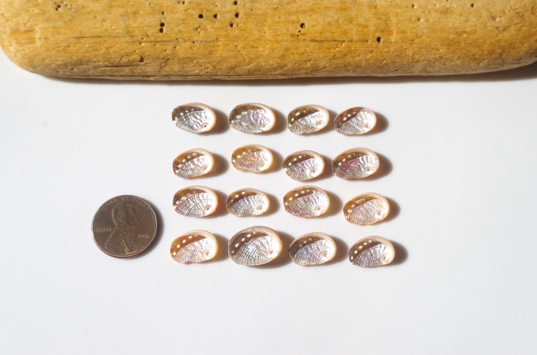 SUPER RARE / Tiny Abalone Shell / Small Size / Sea Shells / 100% ...