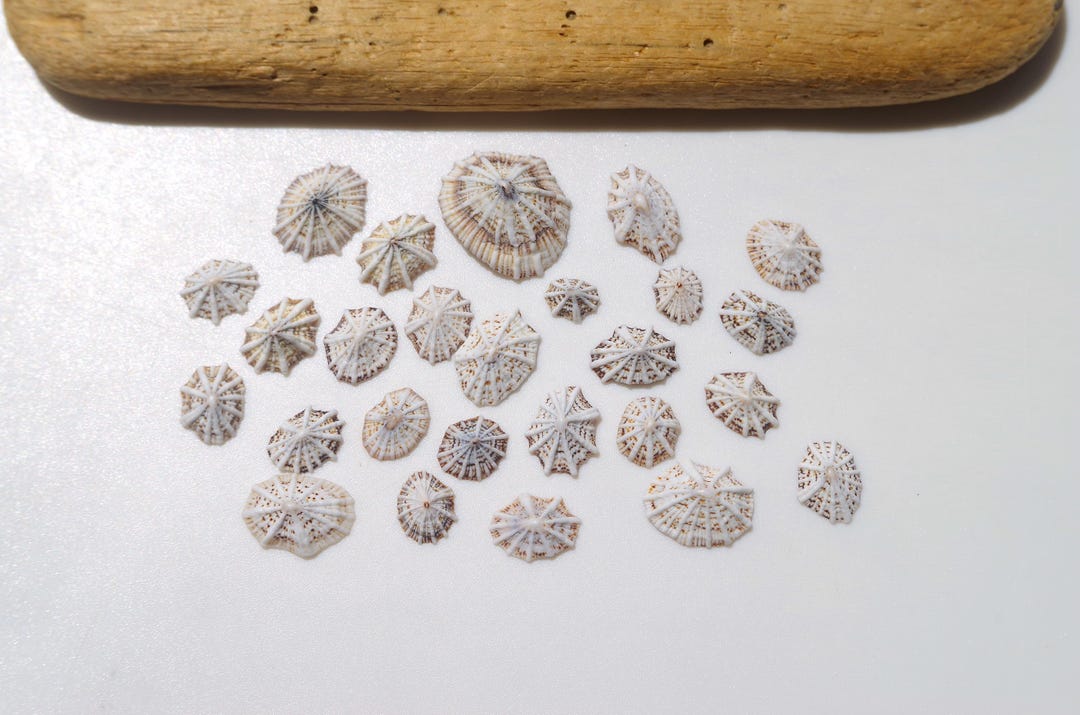Limpet / Siphon Shells / Siphonaria Laciniosa / Small Japanese Sea ...