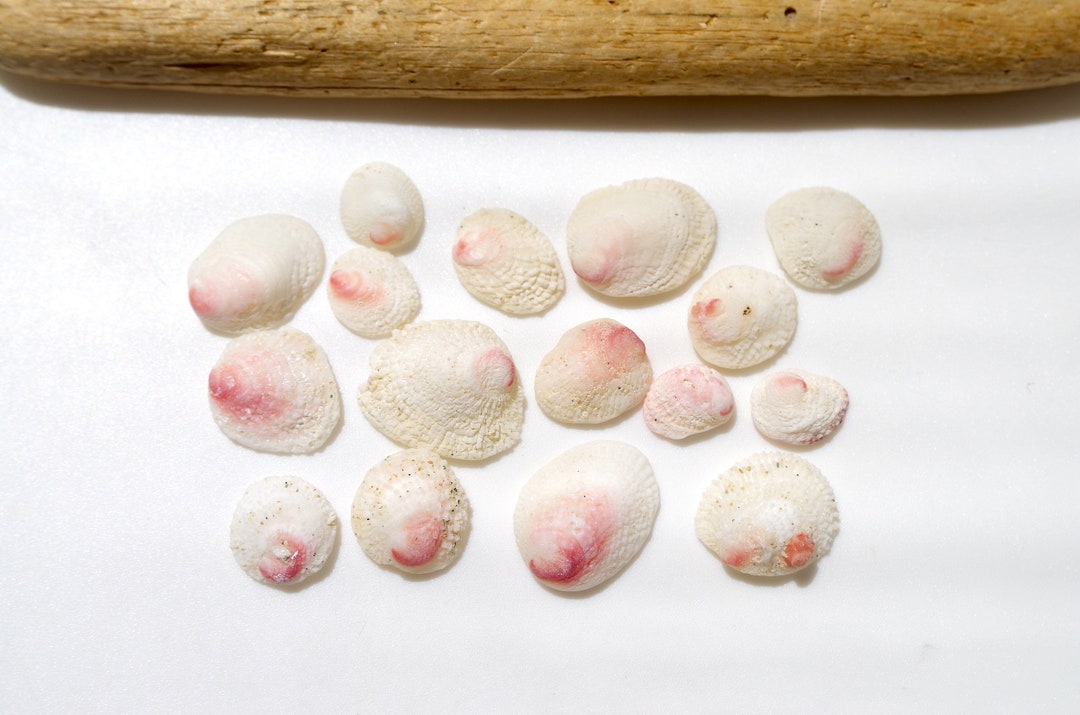 SUPER RARE / Pink Shell / Japanese Sea Shells / 100% Natural & Genuine ...