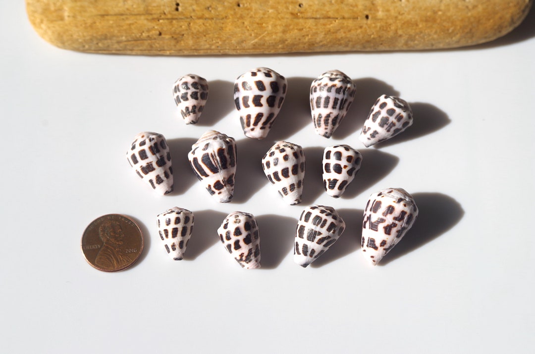 Hebrew Cone / Conus Ebraeus / Small Japanese Cone Shell / Sea - Etsy