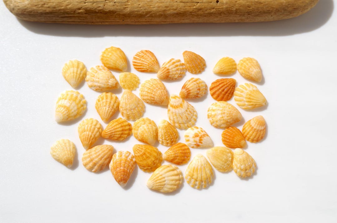 Plicatula Simplex / Japanese Scallop / Pecten / Japan Sea Shell / 100 Natural Genuine V-7 - Etsy