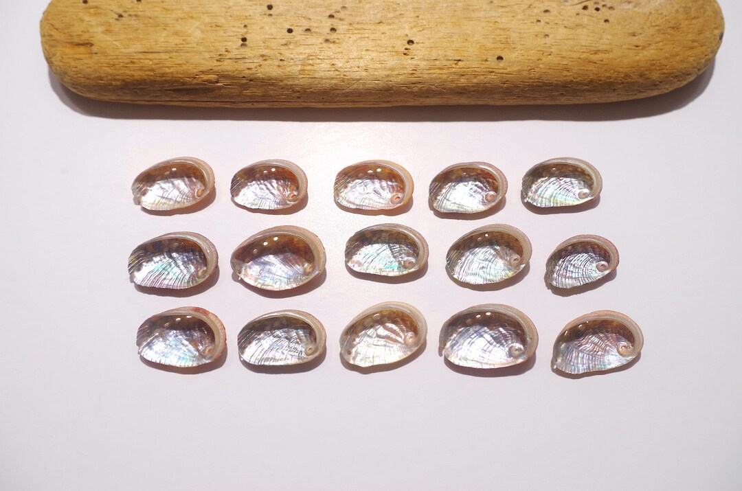 Japanese Abalone Shell / Sea Shells / 100% Natural & Genuine / for ...
