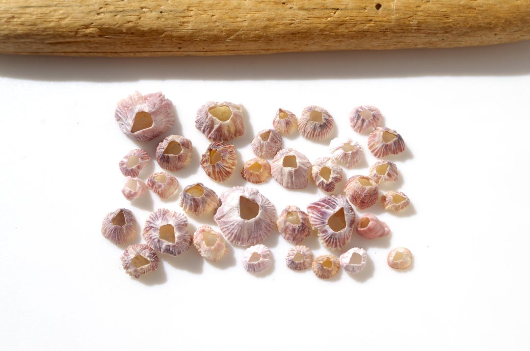 RARE / Japanese Barnacles / Sea Shells / 100% Natural & Genuine / for ...