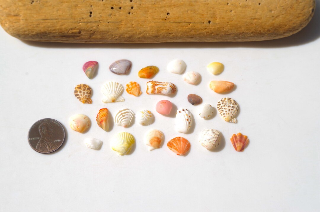 Tiny / Various Japanese Clams / Scallop / Pecten / Japan Sea Shell ...