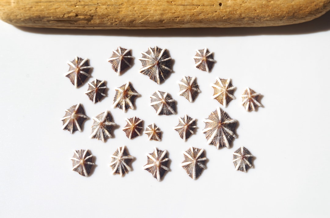 Limpet / Siphonaria Sirius / Japanese Sea Shell / 100 Natural Genuine F ...