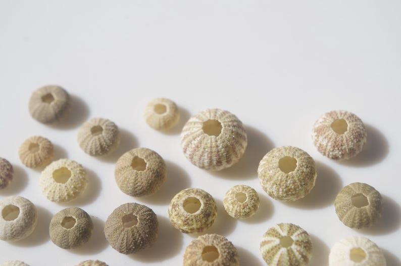 Various Types / Japanese Sea Urchin Shells / 100% Natural & Genuine #C ...