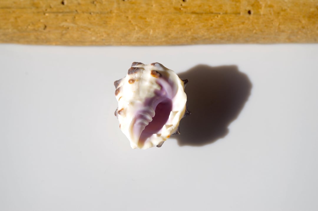 SUPER RARE / Okinawa Drupa Morum / Japanese Sea Shell/ 100% Genuine ...