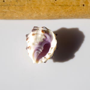 SUPER RARE / Okinawa Drupa Morum / Japanese Sea Shell/ 100% Genuine ...