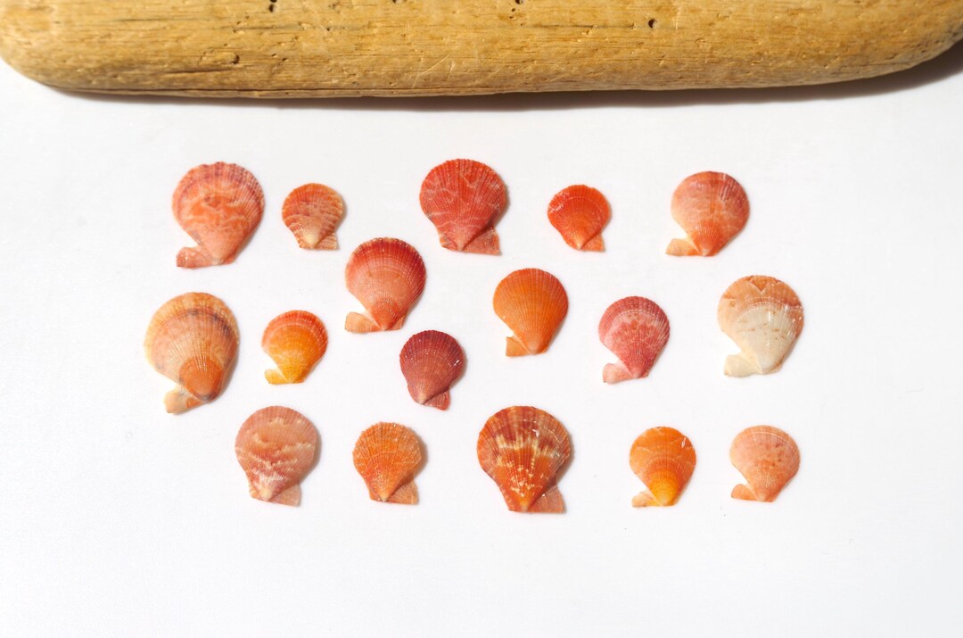 RARE Color / Japanese Sea Shells / Japanese Pecten / 100％ Genuine #I-5 ...