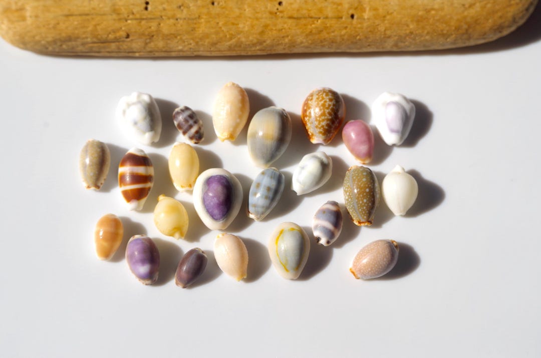 Various Cowrie / Japanese Cowry / Sea Shells / 100% Natural & Genuine ...