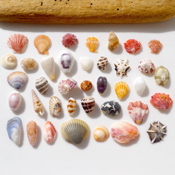 Rare Sea Shells - Etsy