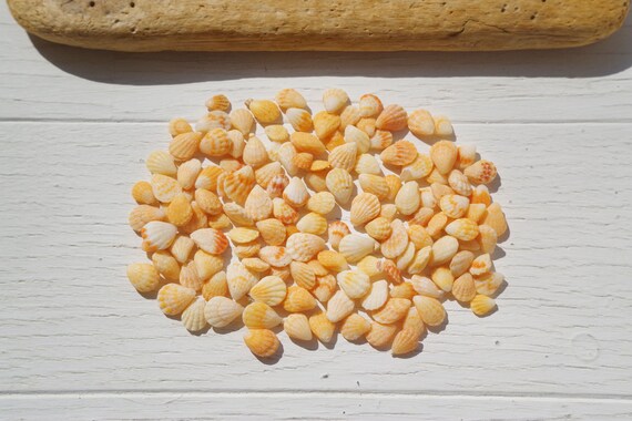 Mini Shell / Orange Color / Japanese Sea Shells / Japanese - Etsy