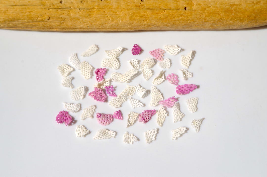 SUPER RARE / Japanese Shell / Sea Shells / 100% Natural & Genuine / for ...