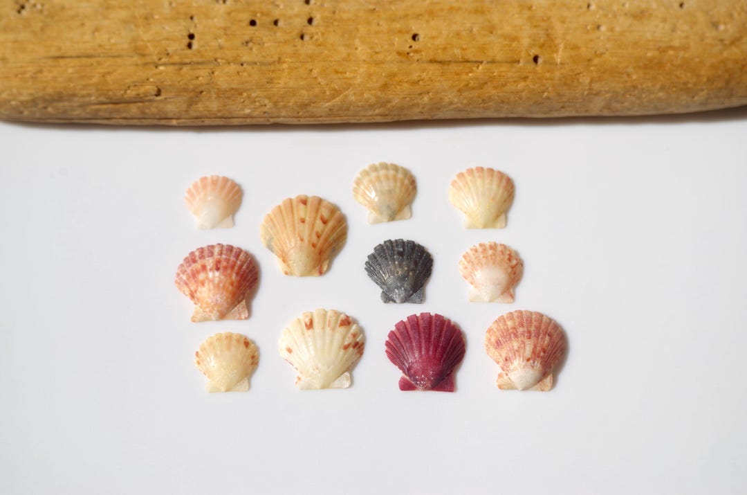 Tiny / Japanese Sea Shells / Japanese Scallop / Pecten Sinensis ...