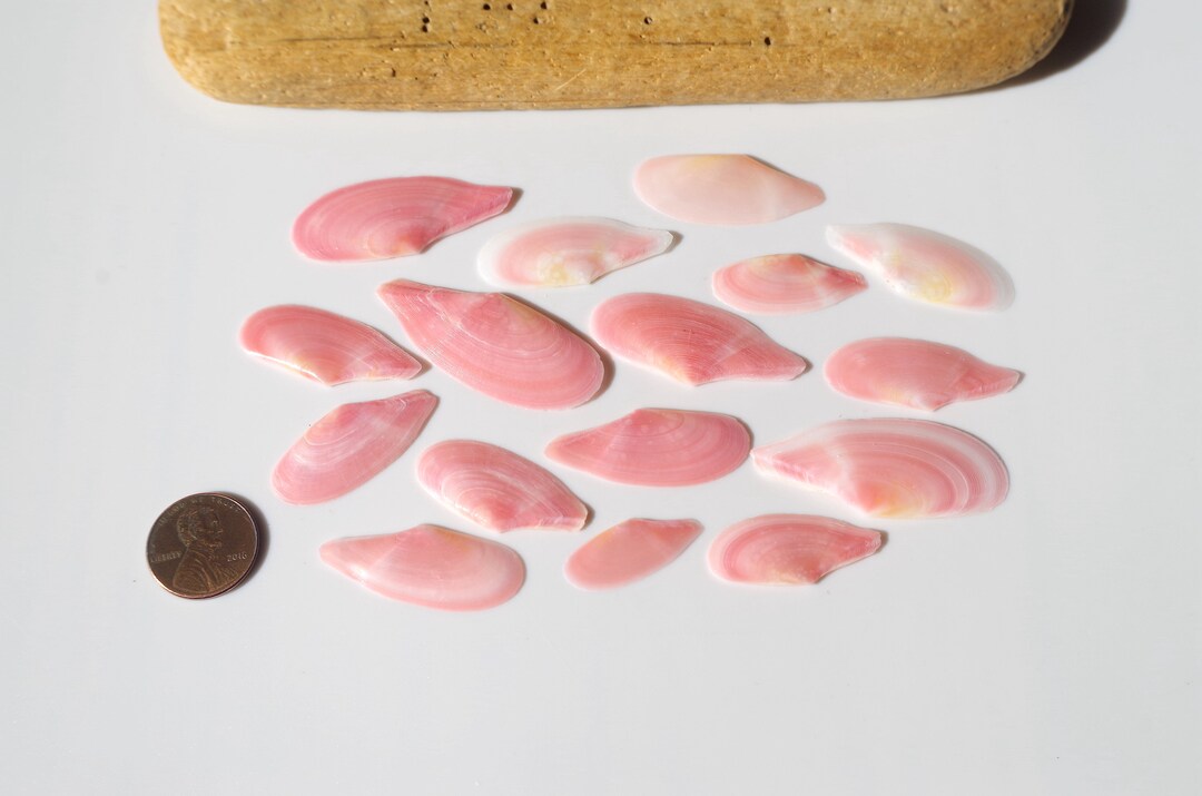 RARE / Pink Color / Pharaonella Sieboldii / 100 Natural Genuine / for Specimen, Collection C-54 ...