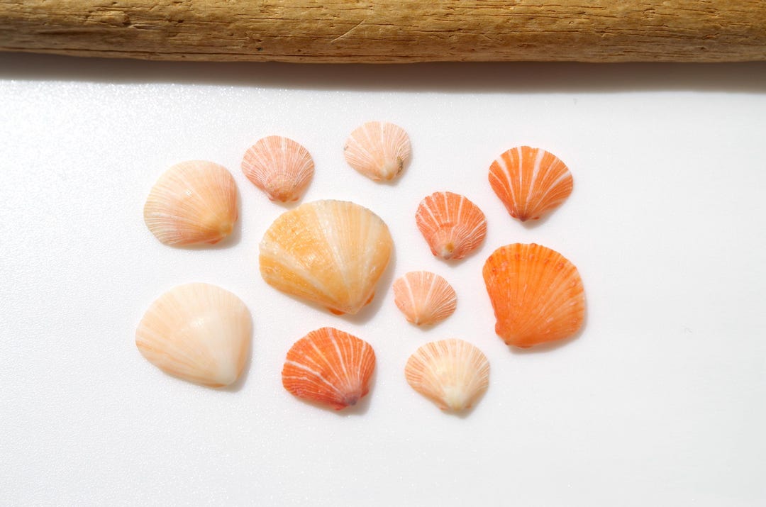 Spondylus / Japanese Sea Shells / Japanese Pecten / 100 Genuine S-35 - Etsy