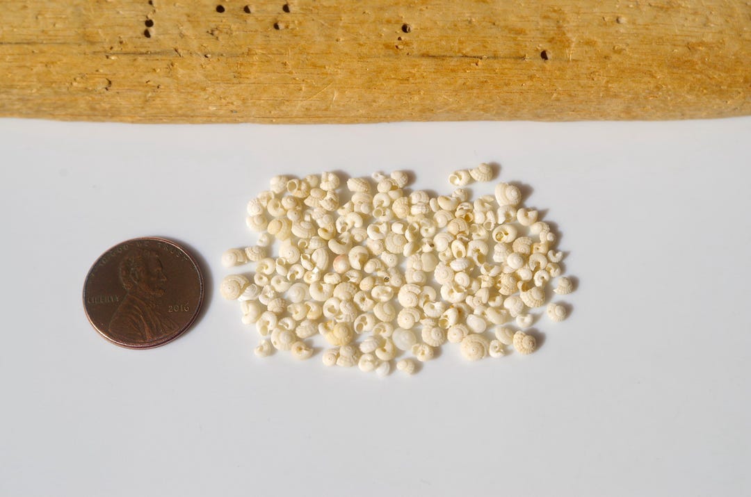SUPER Tiny / Japanese Shell / Sea Shells / 100% Natural & Genuine / for ...