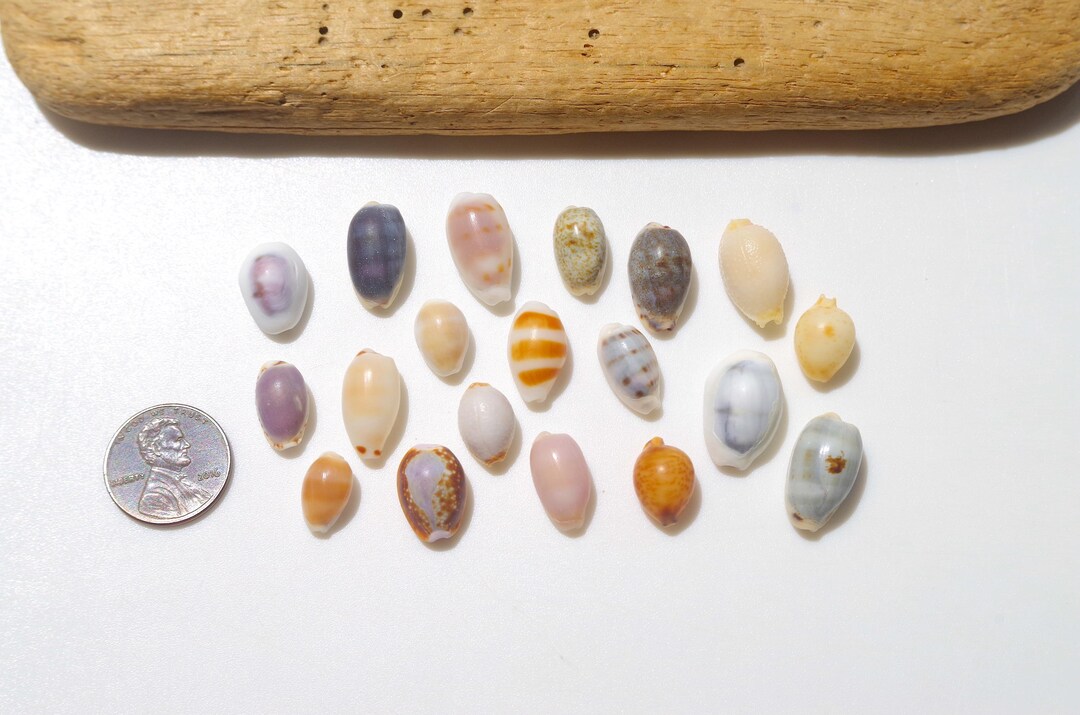 Small RARE Various Cowrie / Japanese Cowry / Sea Shells / 100% Natural ...