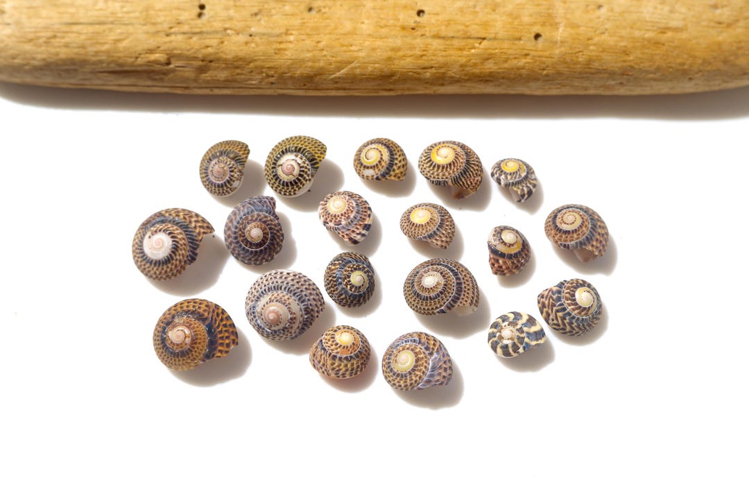 Japanese Umbonium Costatum / Japanese Shell / Sea Shells / 100% Natural ...