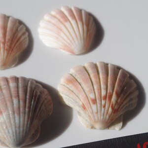 Small Japanese Sea Shells / Swift's Scallop / Pecten Albicans / 100 ...