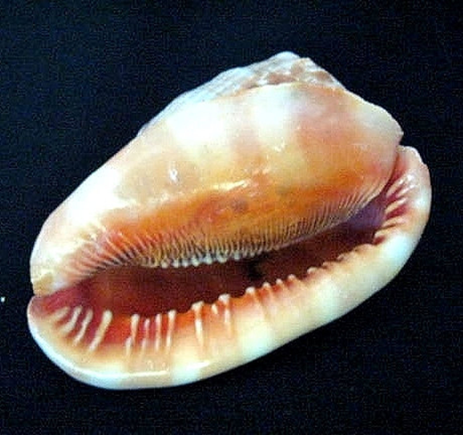 5 Cassis Rufa Helment Mollusk Conch Shell / Seashell - Etsy