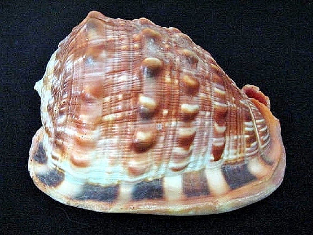 5" Cassis Rufa Helment Mollusk Conch Shell / Seashell From Mozambique ...