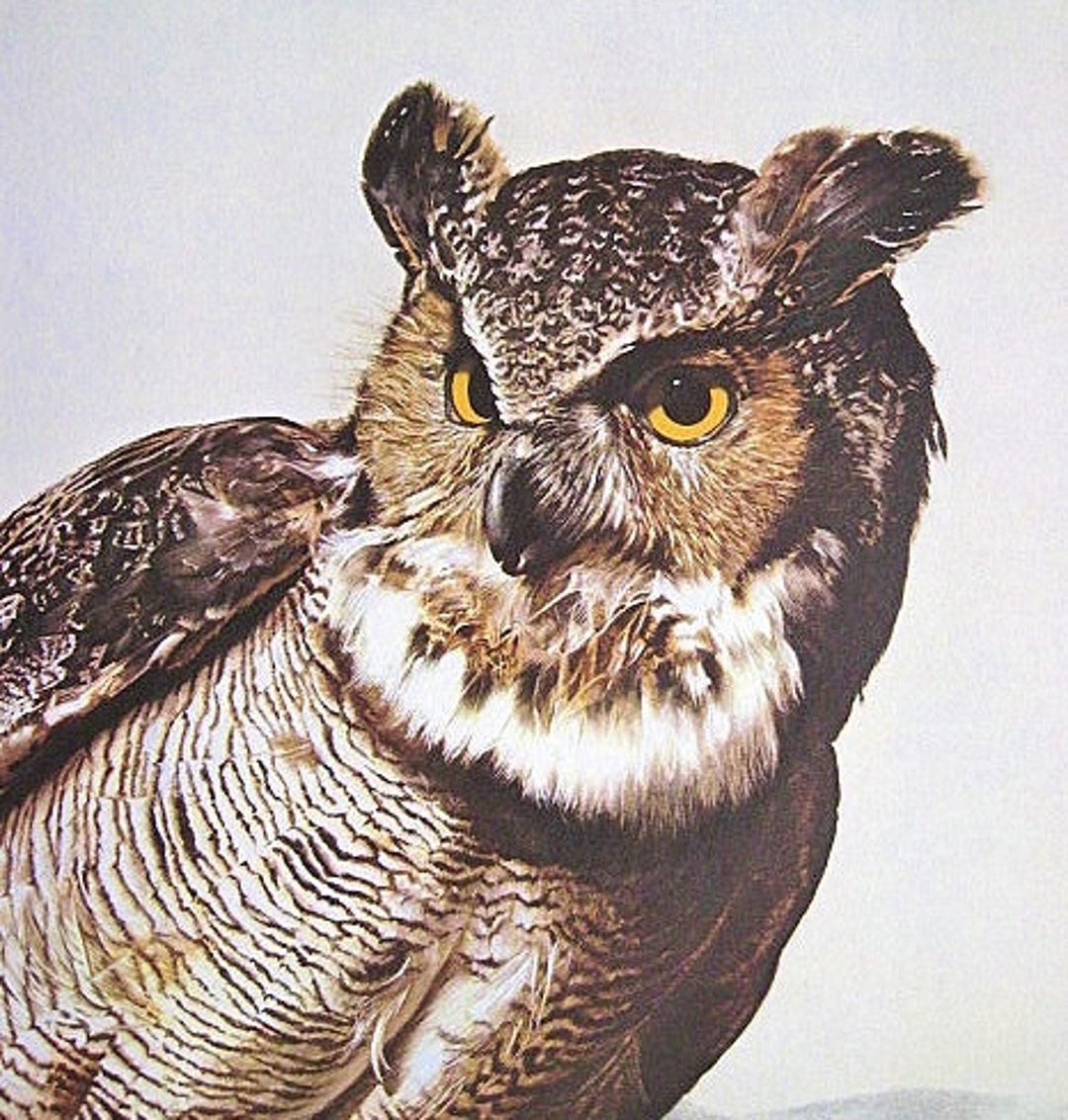 The Lookout -- Signed Numbered E. Howard Burger Owl Print - Etsy