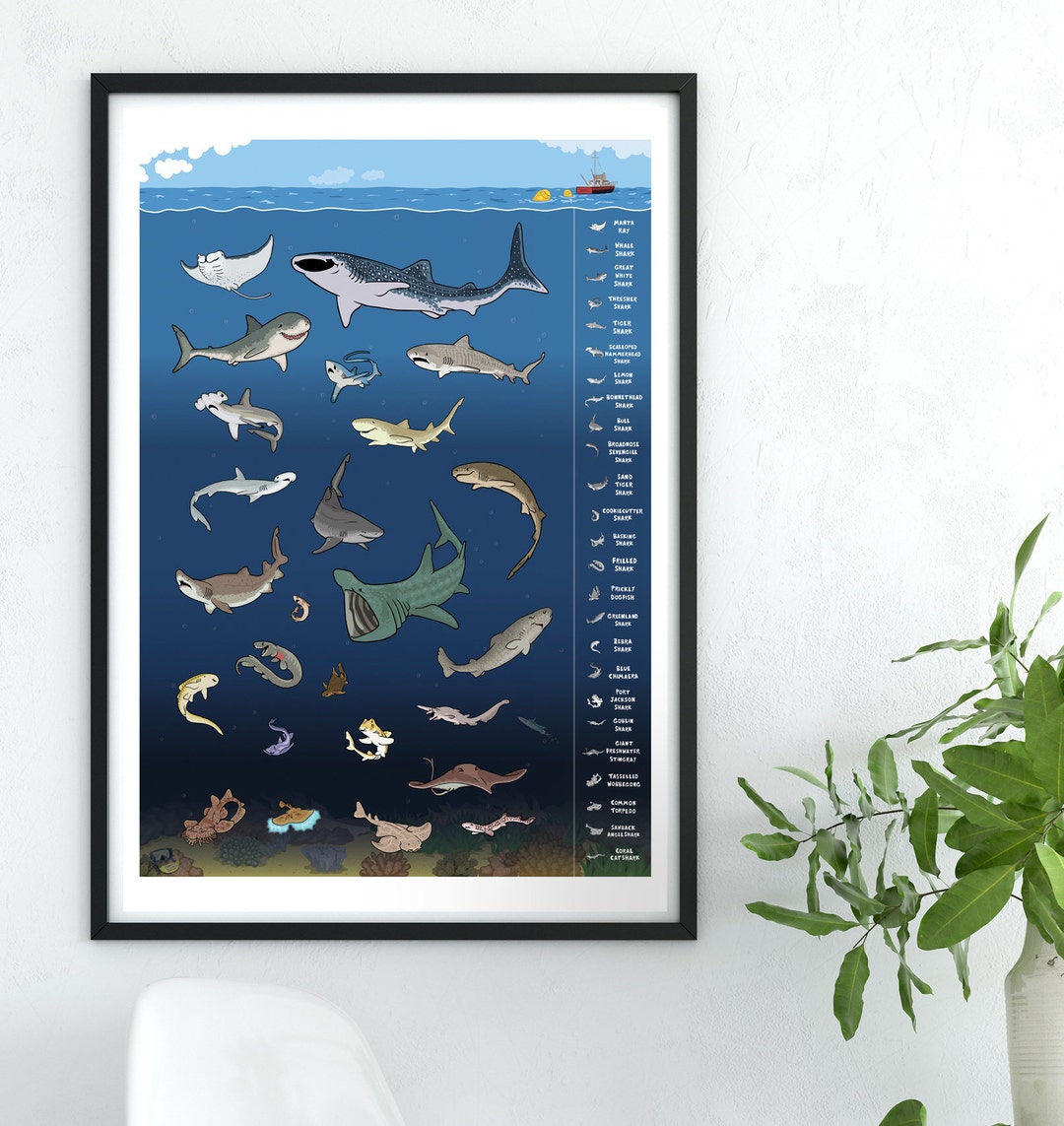 Sharks Poster With Great White, Wobbegong, Hammerhead, Basking Shark ...