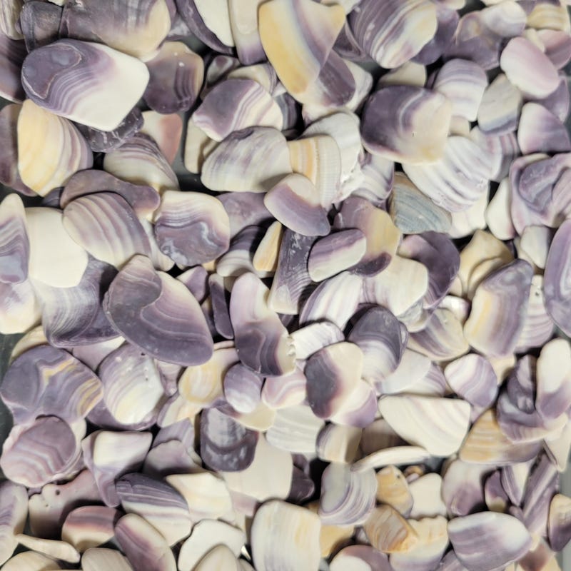 Quahog Shell - Etsy
