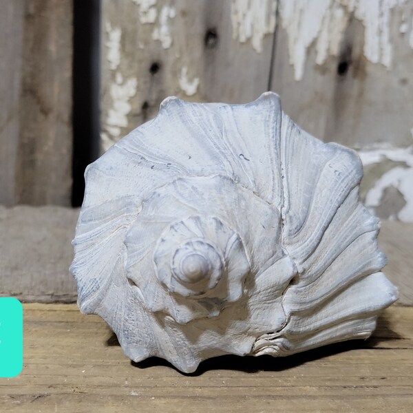 Conch Shell Planter - Etsy