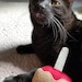 Caramel Apple Cat Toy - Etsy