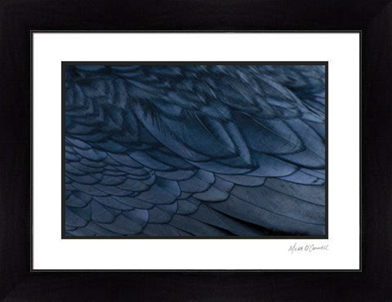 Raven Feathers Photograph — Fine Art Photographic Print of Intricate ...