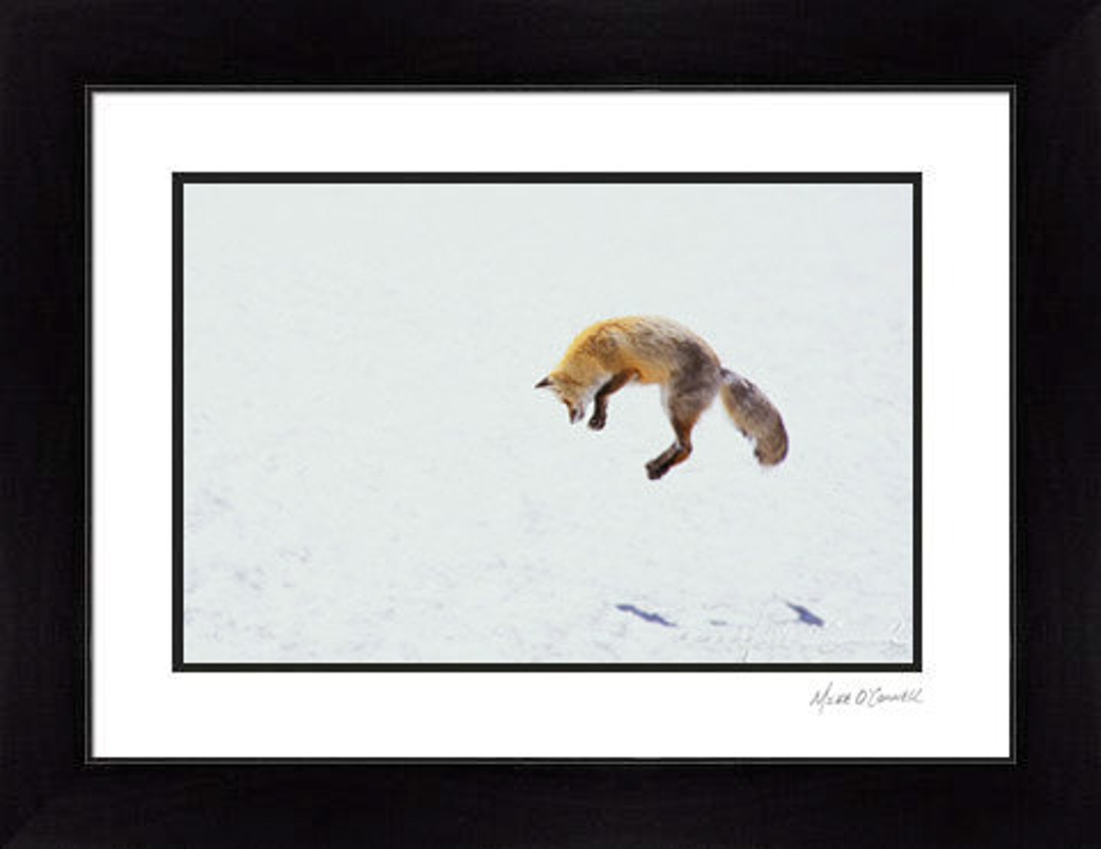 Springender Fuchs im Schnee fotografie — Fine Art Fotodruck aus ...