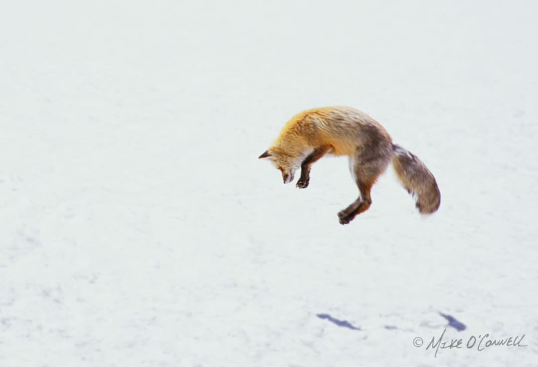Springender Fuchs im Schnee fotografie — Fine Art Fotodruck aus ...