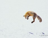 Jumping Fox in Snow Photograph Fine Art Photographic Print - Etsy