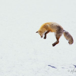 Jumping Fox in Snow Photograph — Fine Art Photographic Print From ...