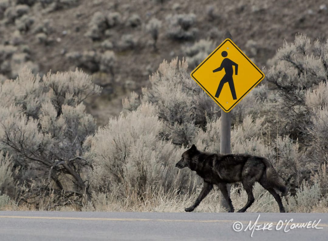 Black Wolf Photograph — Yellowstone Wolf 712M Crossing the Road by ...