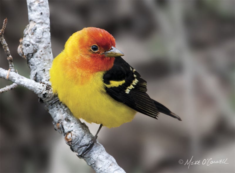 Western Tanager Photograph — Fine Art Photographic Bird Print - Etsy