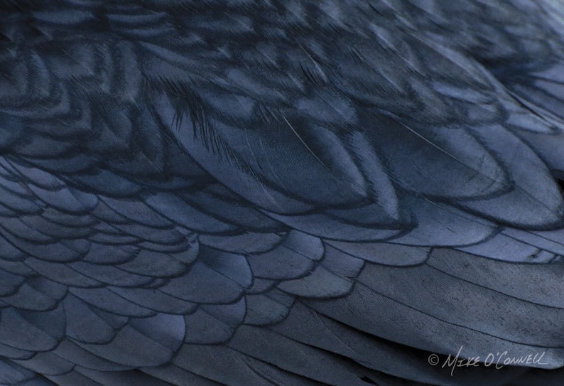 Raven Feathers Photograph — Fine Art Photographic Print of Intricate ...