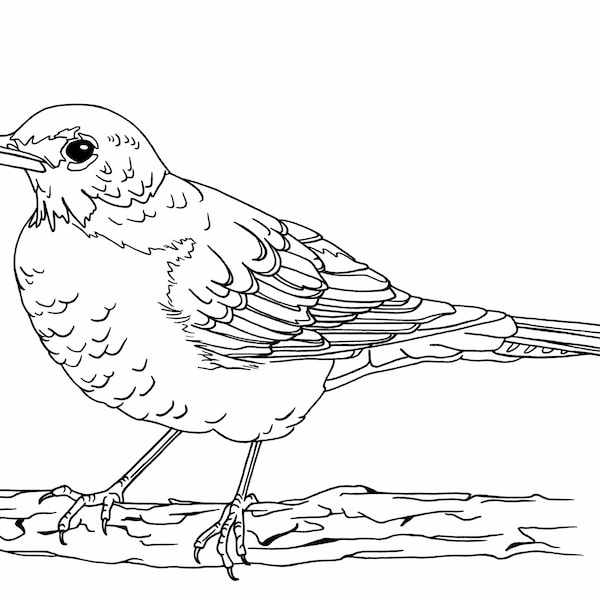Robin Bird Coloring Page - Etsy