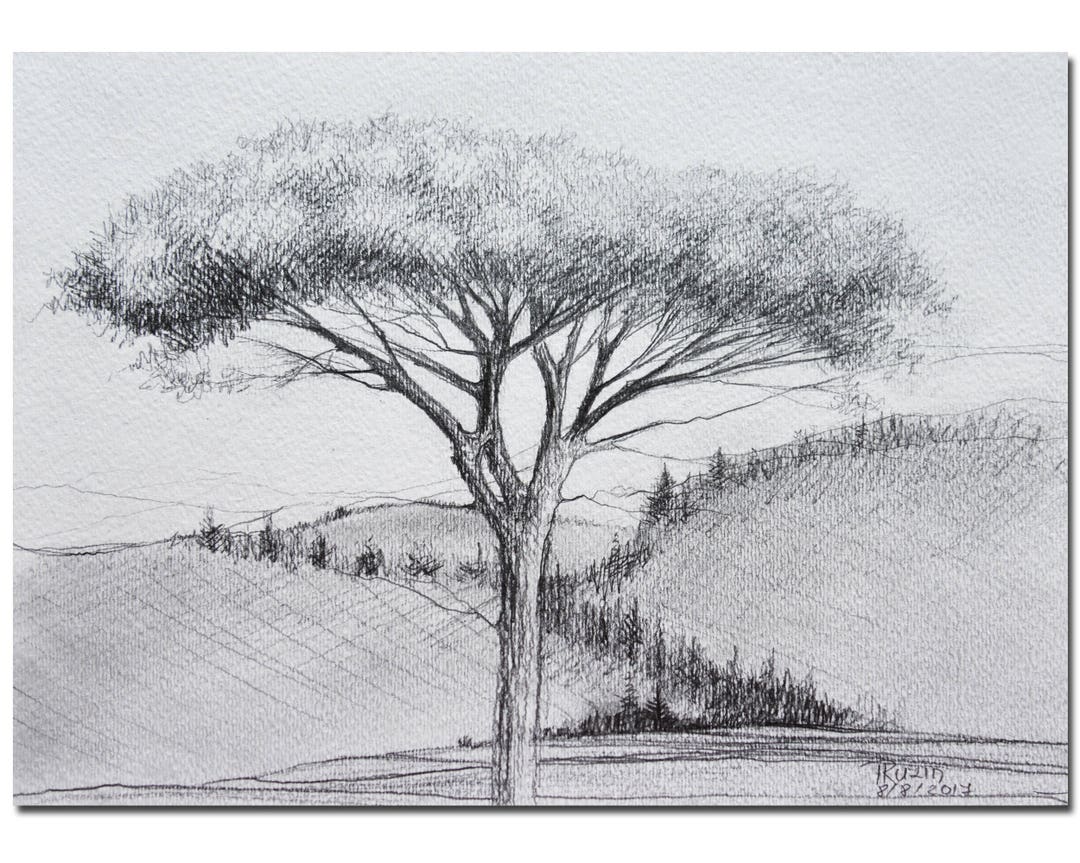 Umbrella Pine Tree, Original Graphite Pencil Drawing on Watercolor ...