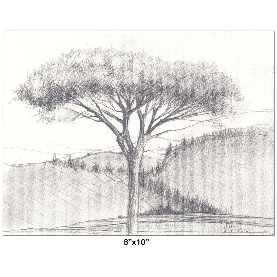 Original Graphite Pine Tree Drawing, Black and White Art (10x8) - Etsy
