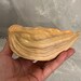 Ceramic Peach Sea Shell Soap Dish / Clam Beach Decor / Coastal Ocean - Etsy