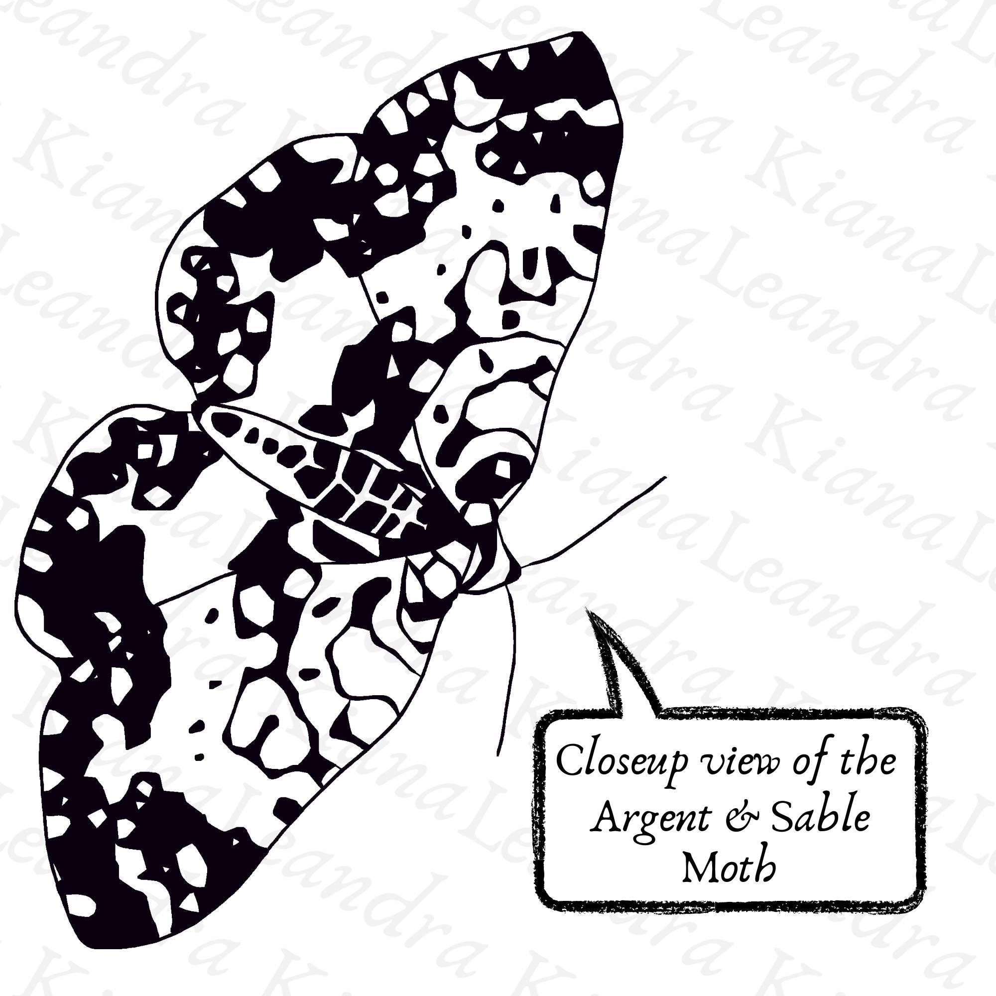 Moth Printable Paper Cutout Pack#1 - for Scrapbook Journals and ...