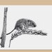 Harvest Mouse Art Prints - A3, A4, A5 Sizes - Cute Mouse Pencil Drawing ...