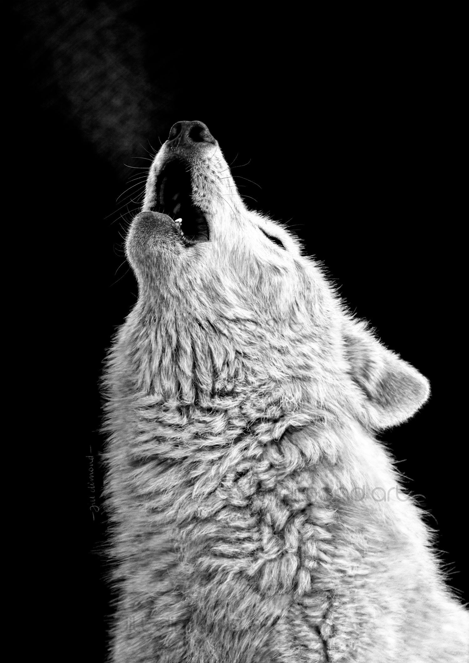 Howling Wolf Art Prints A3 A4 A5 Sizes White Wolf - Etsy