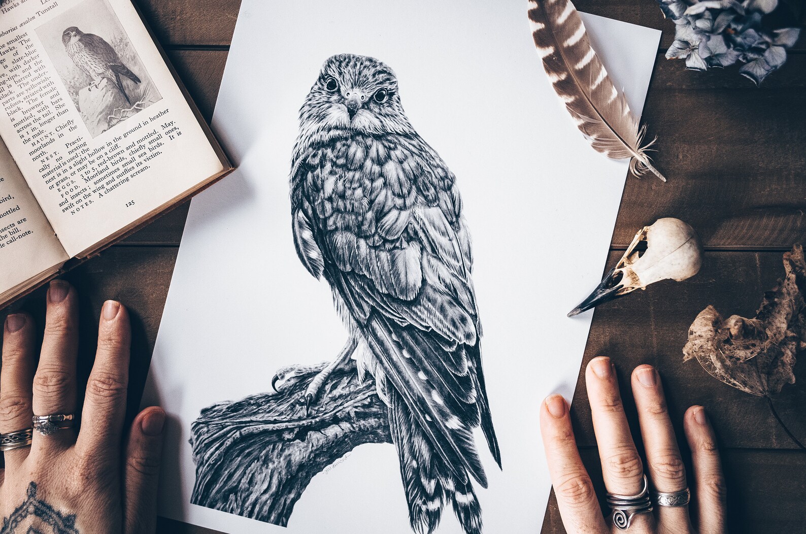 Female Merlin Art Prints A3 A4 A5 Sizes Falco - Etsy