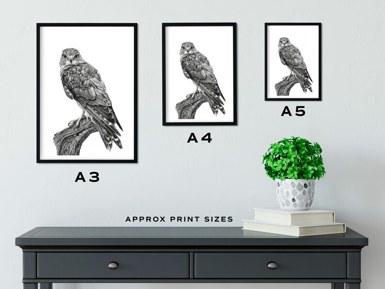 Female Merlin Art Prints A3 A4 A5 Sizes Falco - Etsy