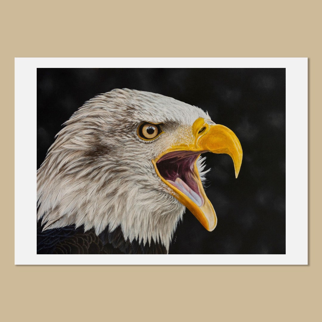 Bald Eagle Portrait Art Prints, A3 & A4 Sizes, Haliaeetus Leucocephalus ...